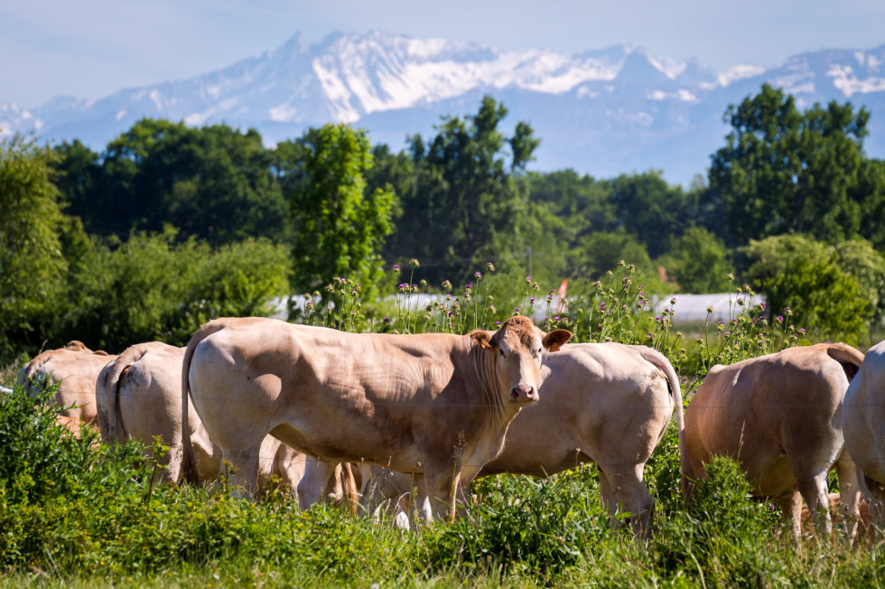 Métiers de l'Élevage et des productions animales - AgroCampus64